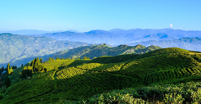 Visit Ilam and Kanyam Tea Garden - Nature View
