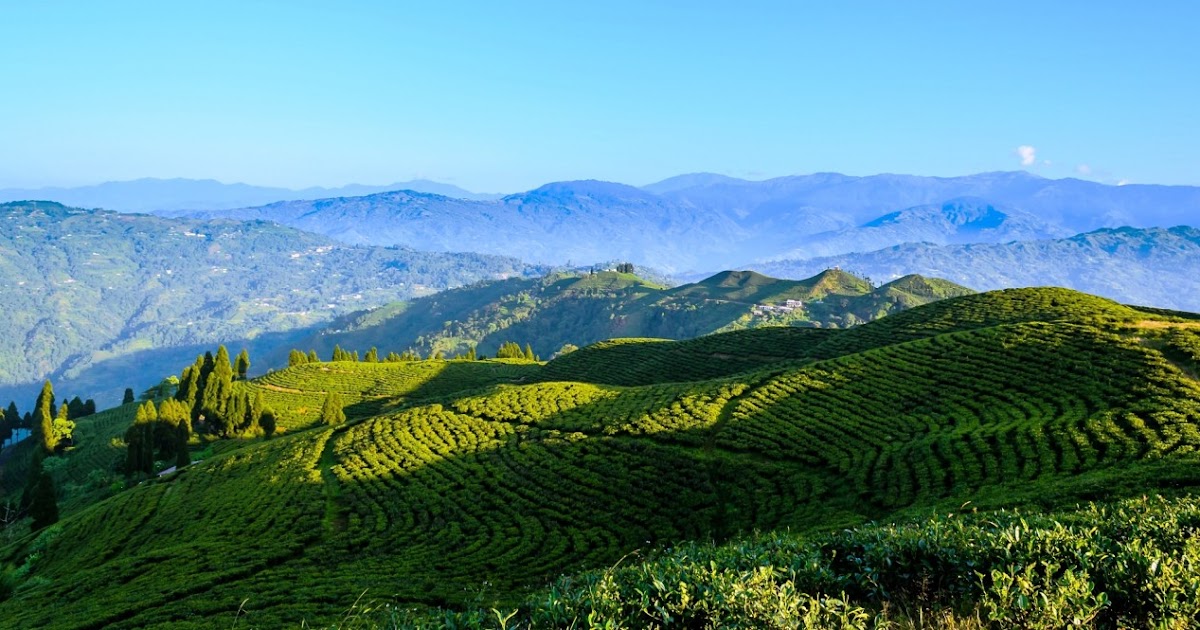 Visit Ilam and Kanyam Tea Garden - Nature View