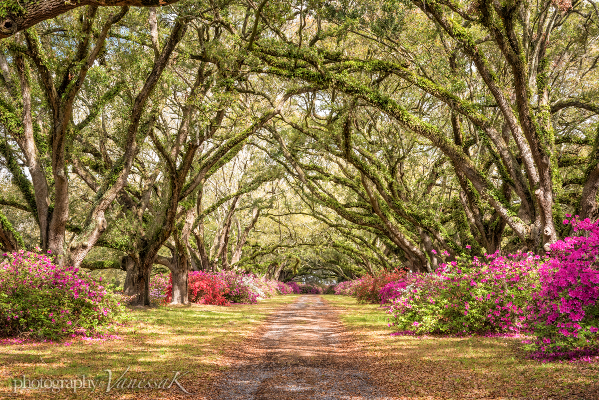 VanessaK: Early Spring in Charleston