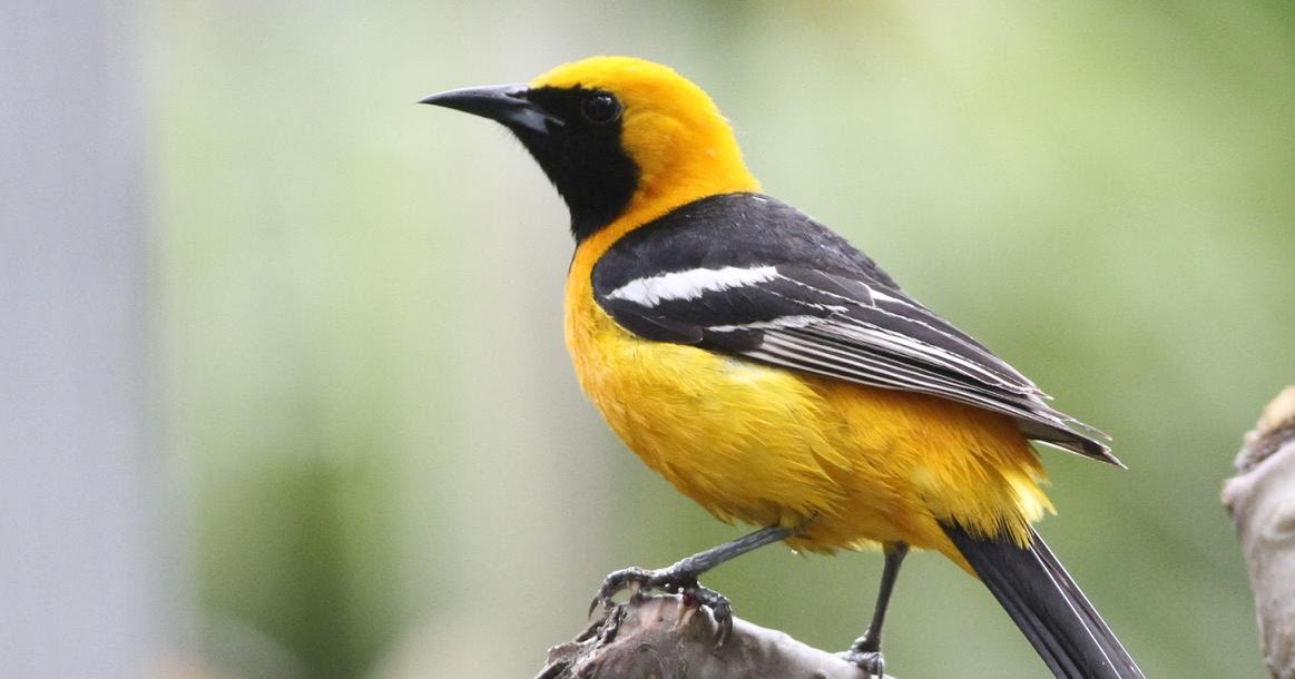 Jo's Morning Walk: Beautiful Hooded Oriole Will Brighten Your Day!