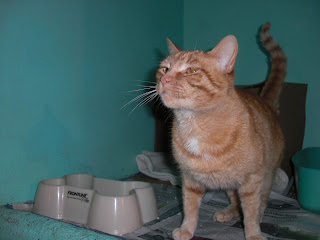 ZAGUATES Y MISINGOS: MANDARINA...LINDA GATITA EN ADOPCION