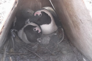 Robben Island Penguin Tracks: Penguin nest box building