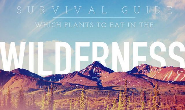 Survival Guide Which Plants to Eat in the Wilderness #infographic ...