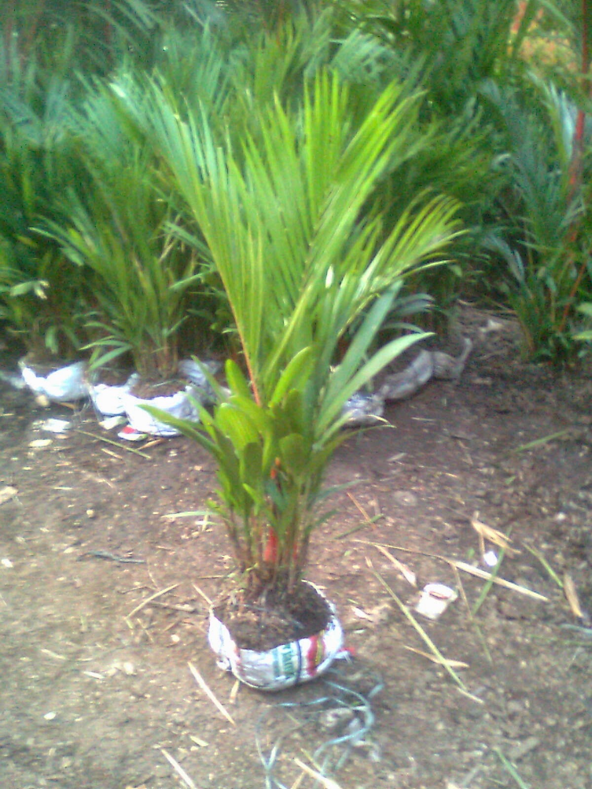 Tanaman Hias Dan Pohon Pelindung: POHON PALEM MERAH/POHON PINANG MERAH