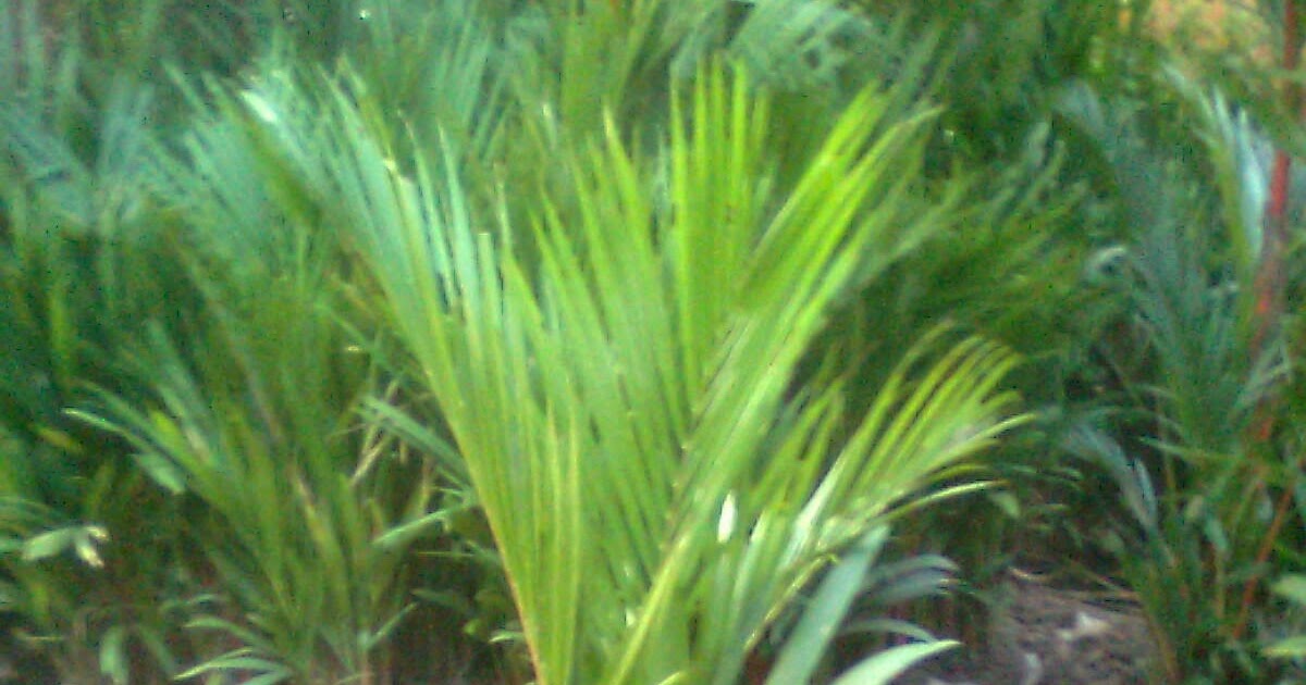 Tanaman Hias Dan Pohon Pelindung: POHON PALEM MERAH/POHON PINANG MERAH