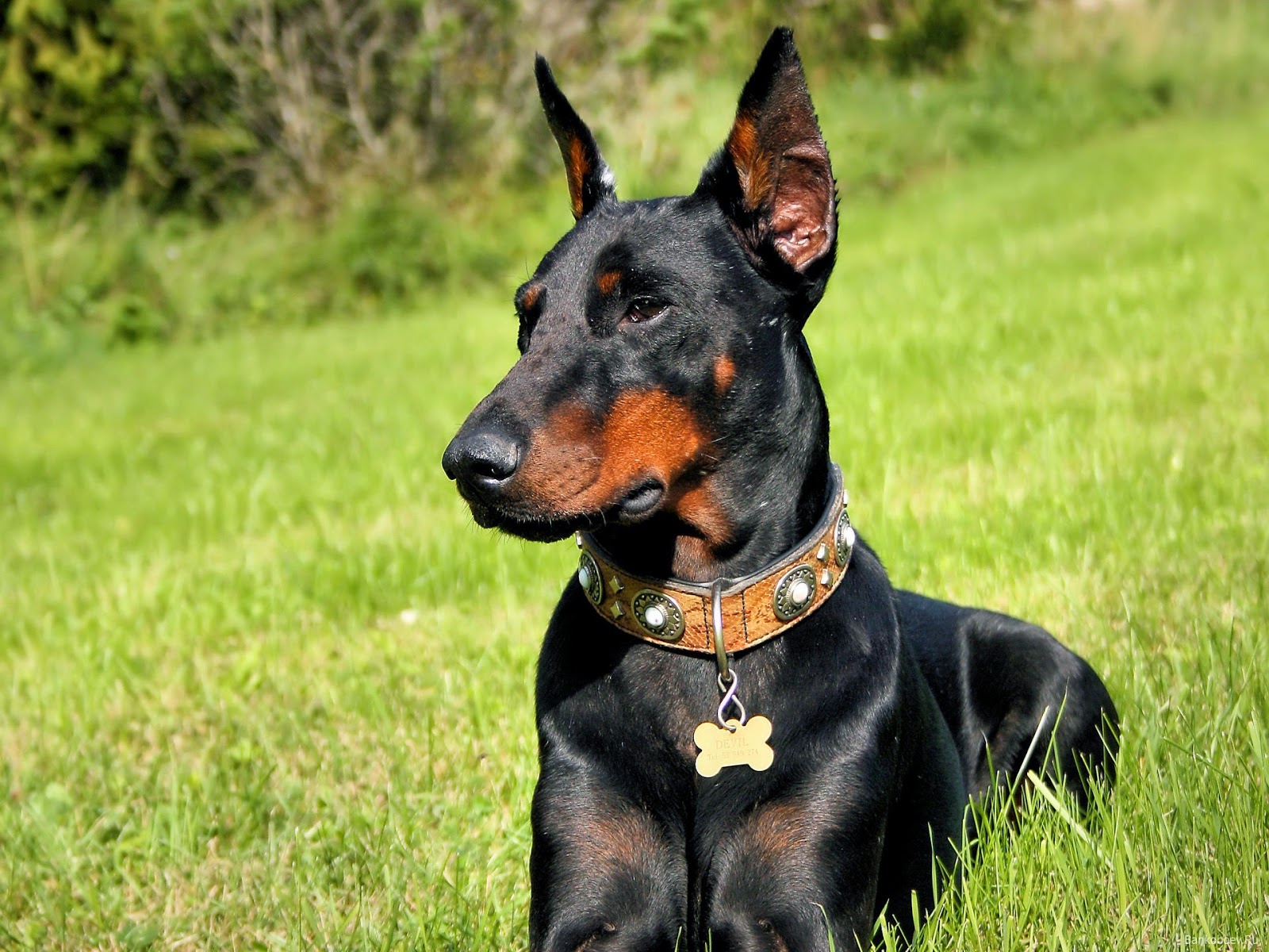 gunggung: Gambar Anjing Ras Doberman