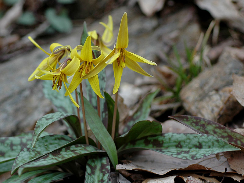 Trees Planet: Erythronium americanum - Trout Lily - Dogtooth Violet
