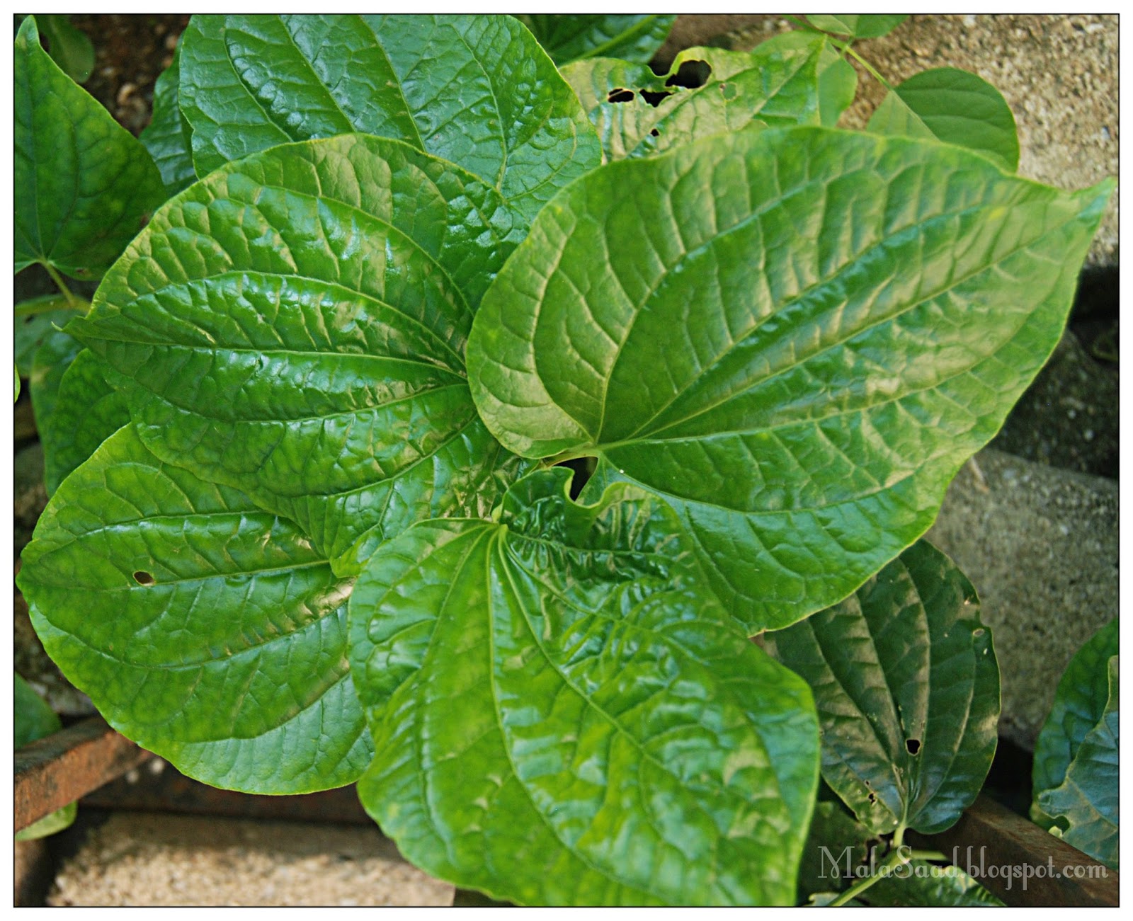 My Green Eye's: Daun Kaduk : Piper sarmentosum