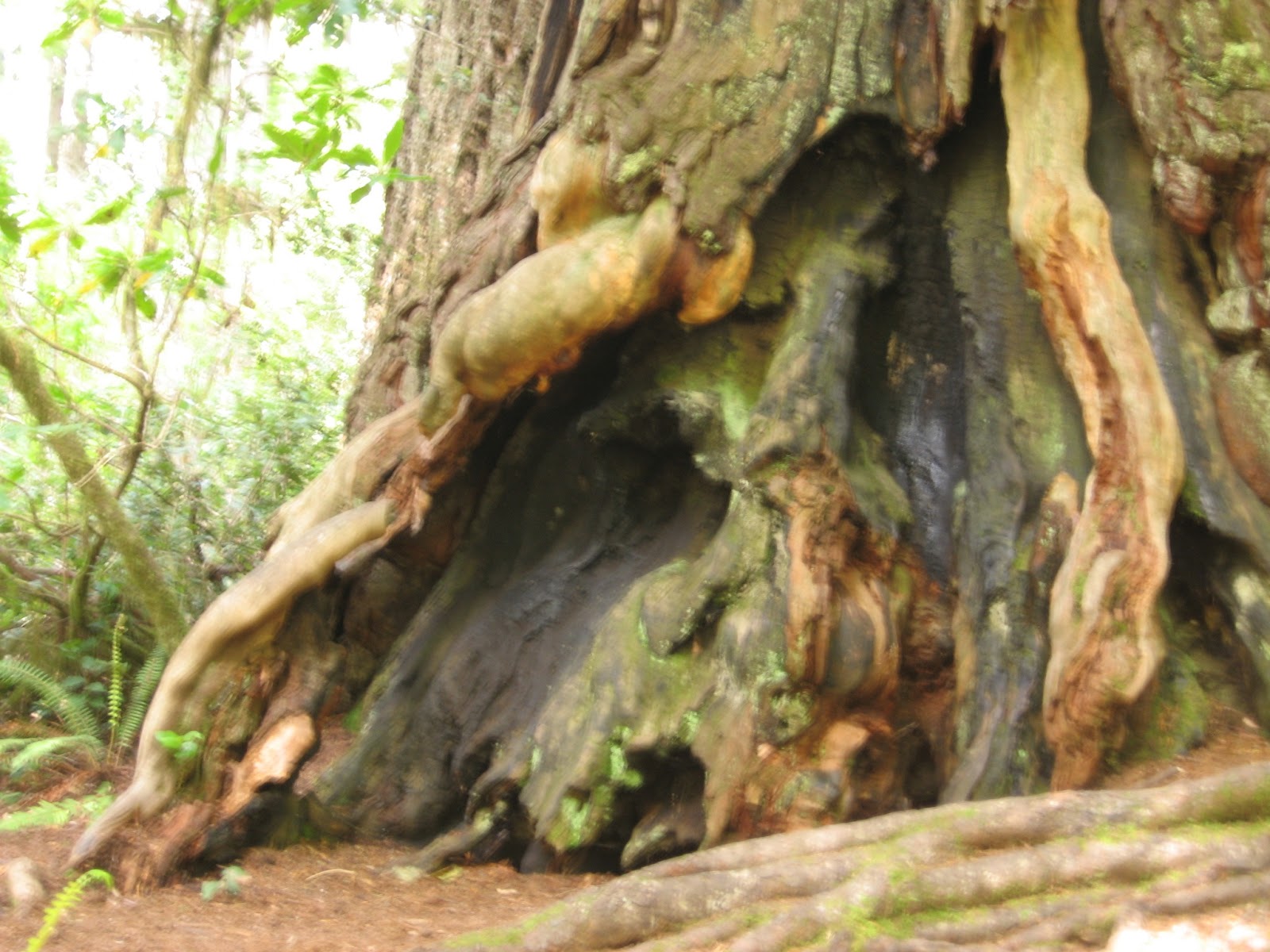 Redwood National Park / Northern California | Western Trips