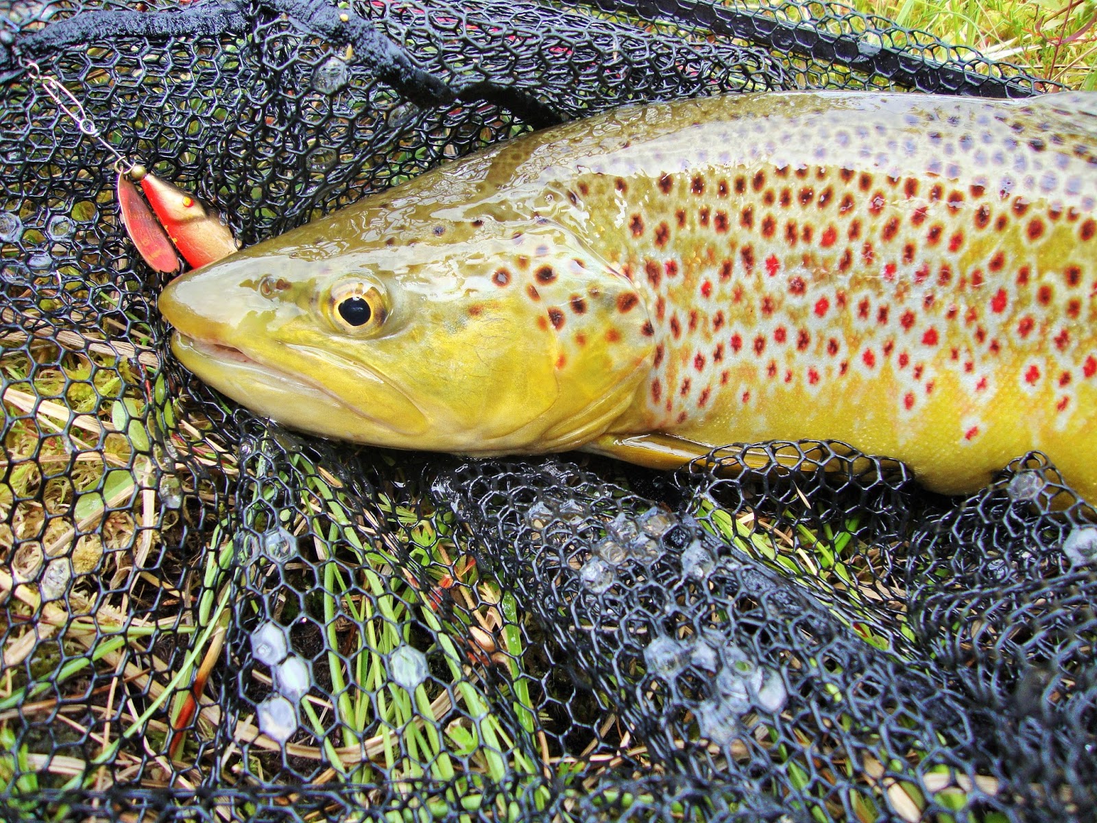 Villiruokablogi: Intohimona taimen