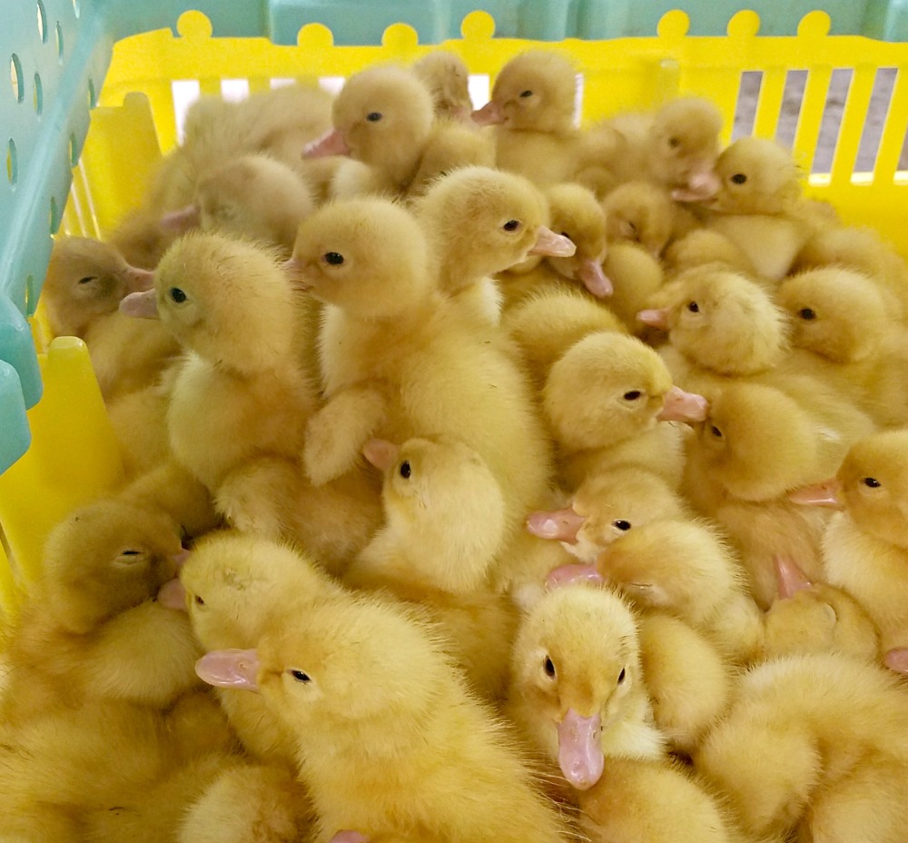 Behind the Scenes with the Ducklings at Metzer Farms - Fresh Eggs Daily ...