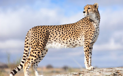 The Asian cheetah is known as the Indian Indian Cheetah - Animals
