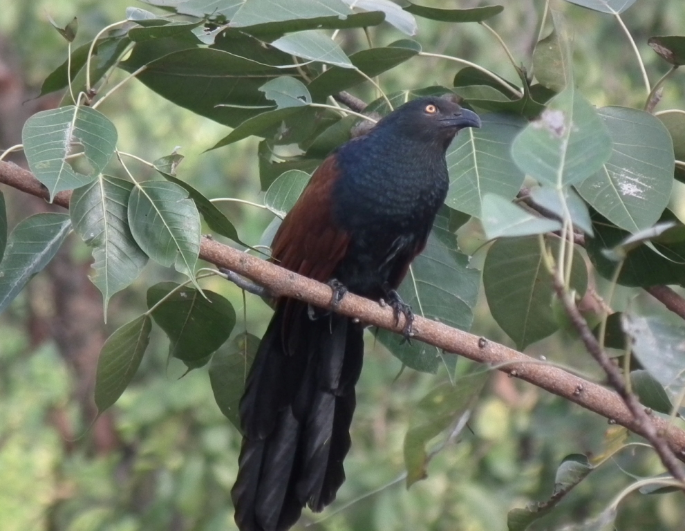 Wonderful World of Birds: Crow Pheasant