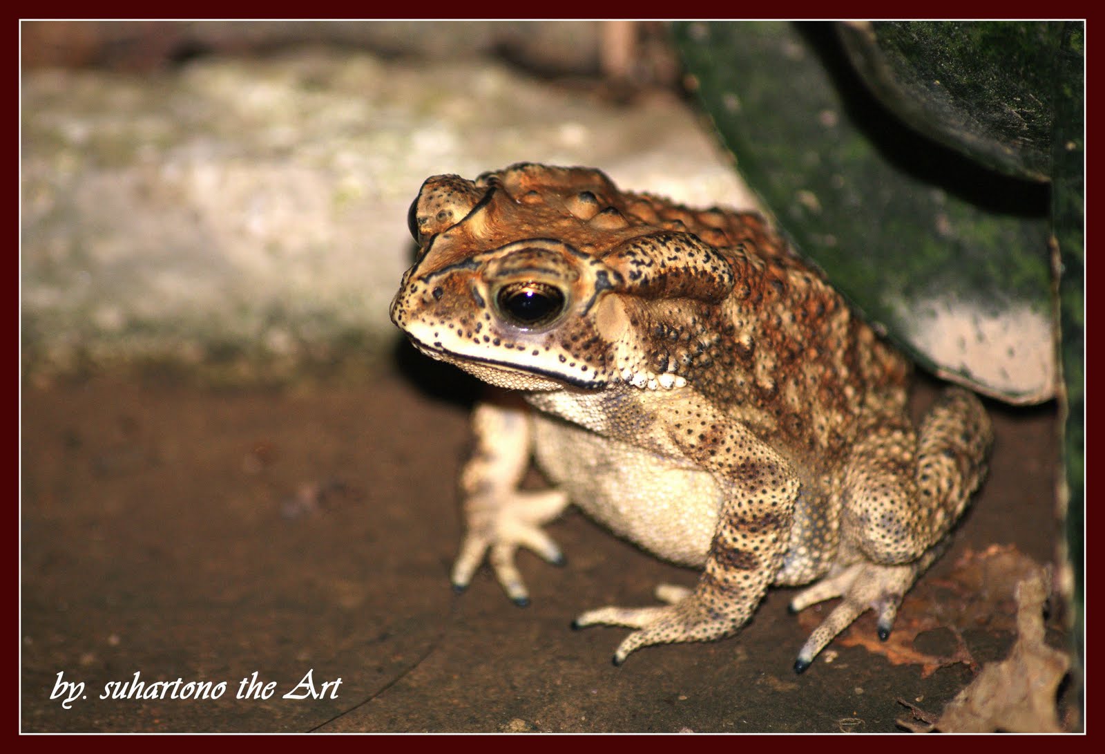 suhartono the Art: The Cute of Toad|Photography and exoticism Indonesia ...