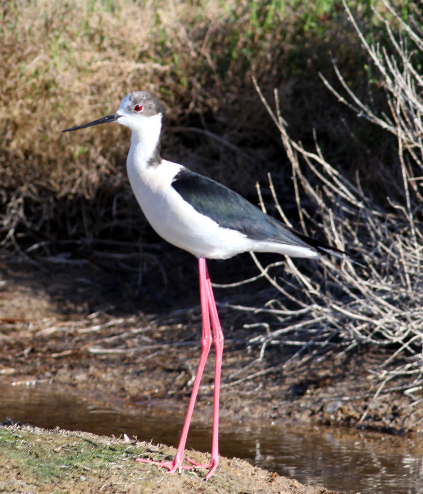 Another Bird Blog: Why Menorca?