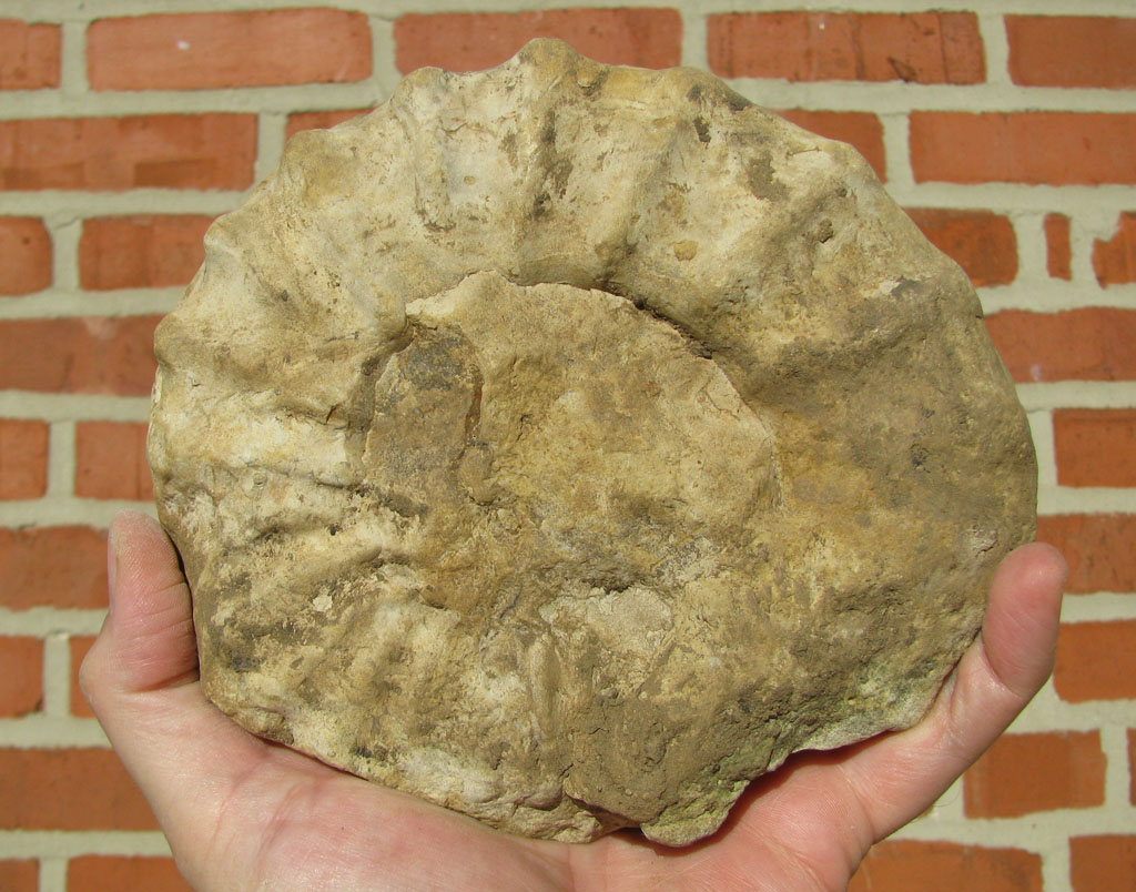 Views of the Mahantango: Mortoniceras sp. ammonite from the Duck Creek ...