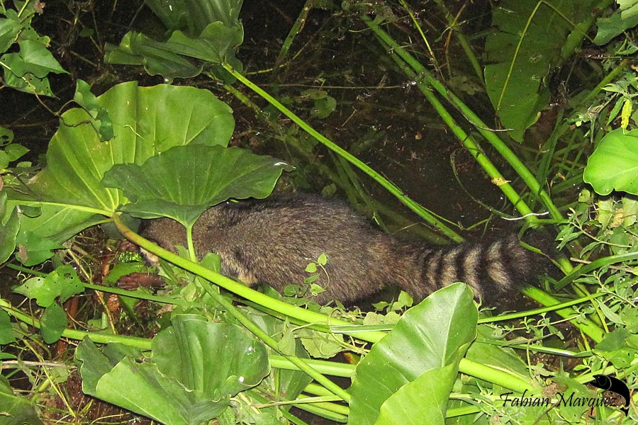 Cultura Guaraní: Aguará Popé u osito lavador
