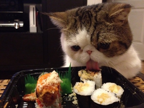 Sushi Cat Meme