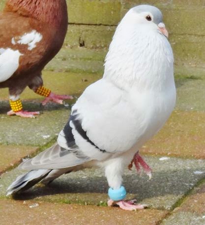 PigeonsFans: Pigeon Breeds