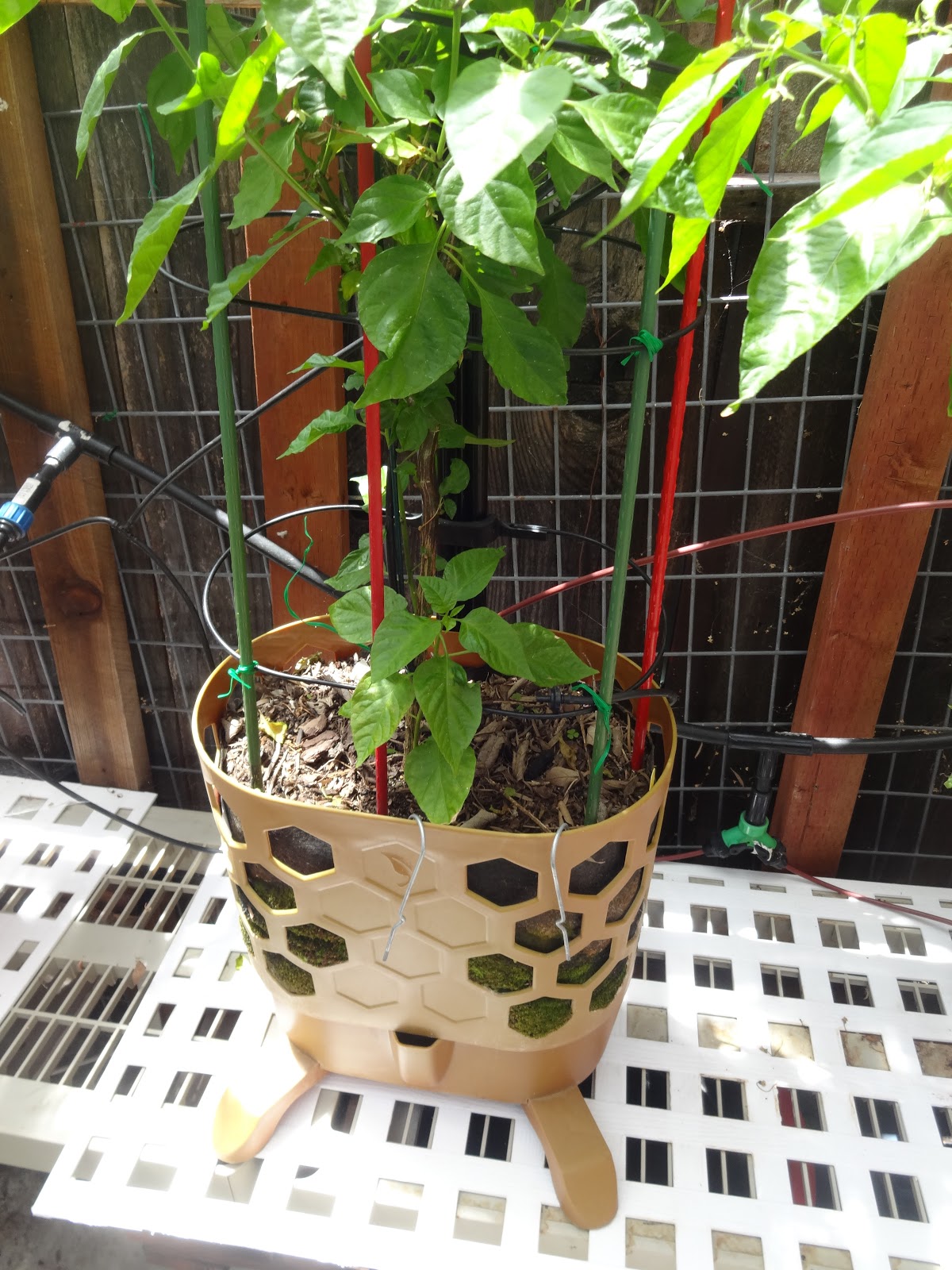 The Scientific Gardener: Sam's Garden