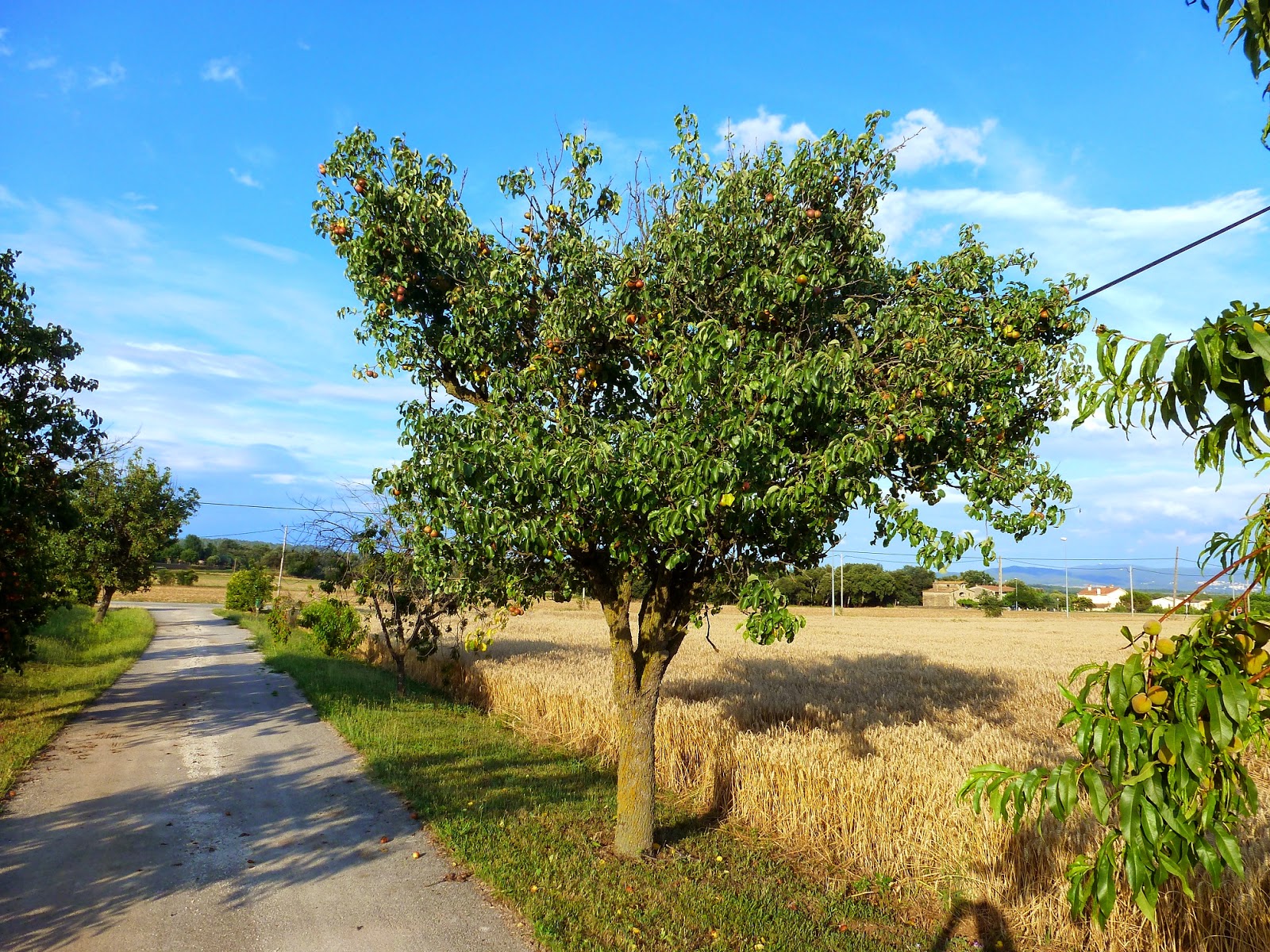 Árboles con alma: Peral. Perera. (Pyrus communis)