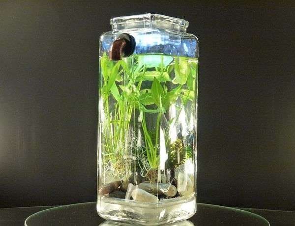 Aquarium Cupang Unik? Berikut Gambarnya Yang Cantik - Rahasia Trik Mancing