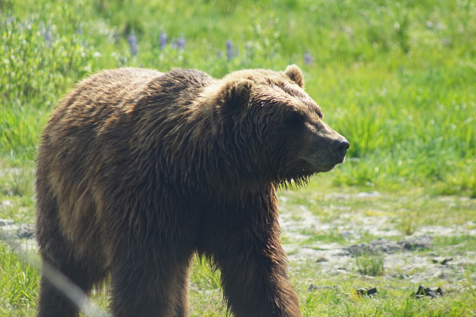 Lost But Loving It...In Alaska!: The End of an Em-bear-assing amount of ...