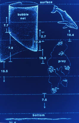 Jonny & Auds in Alaska: Bubble Net Feeding