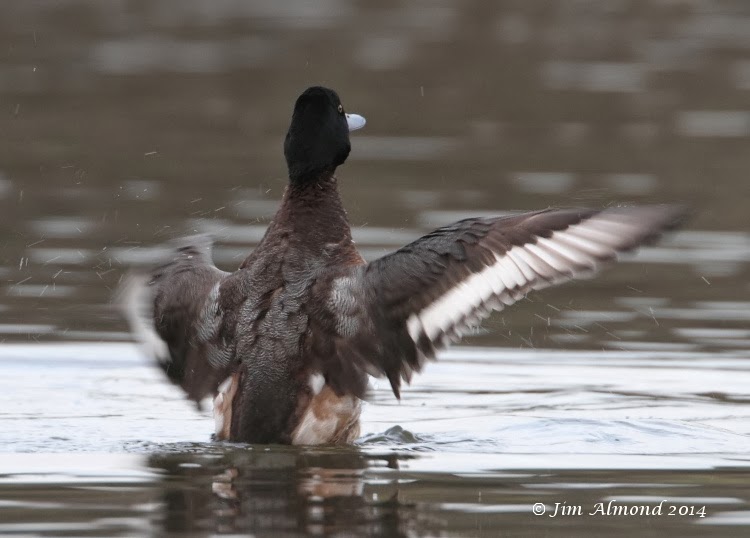 Shropshire Birder: Priorslee lake - first winter drake Scaup