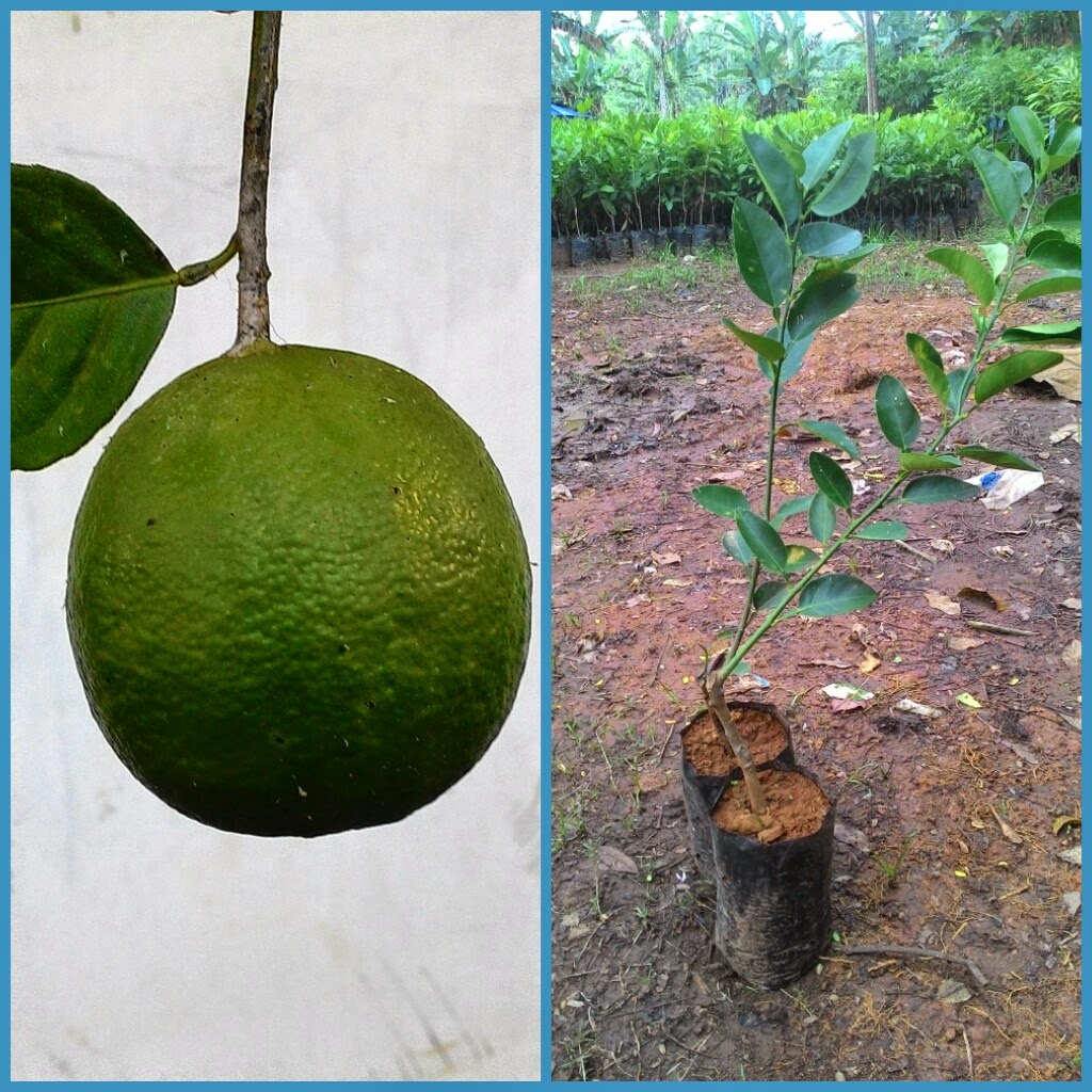 Bibit Jeruk Nipis Unggul | CV. WAHYU TANI PUTRA