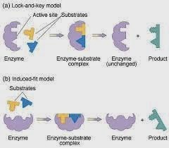Enzim dan mekanisme kerja enzim - ILMU BIOLOGI