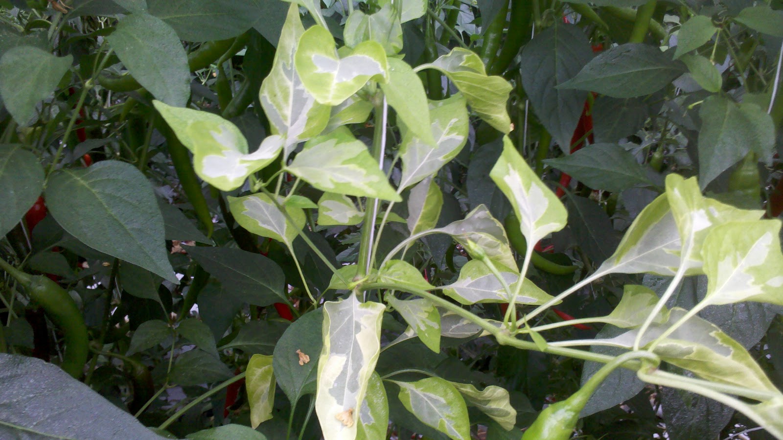 Westlandpeppers: Peperplant met bont blad