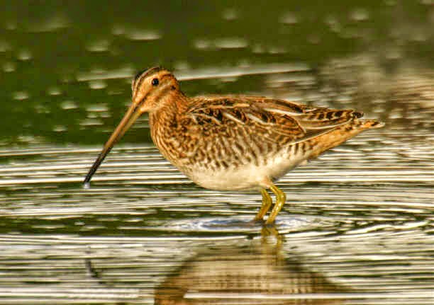 SNIPE BIRD photos - wallpapers | the fun bank