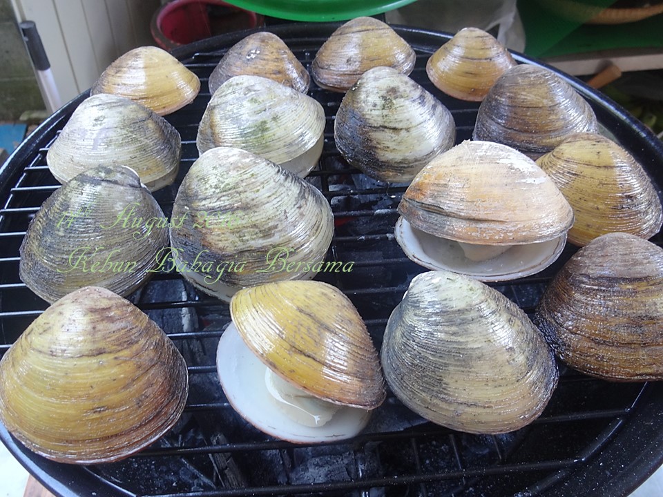 Kebun Bahagia Bersama: ShellOut Lokan