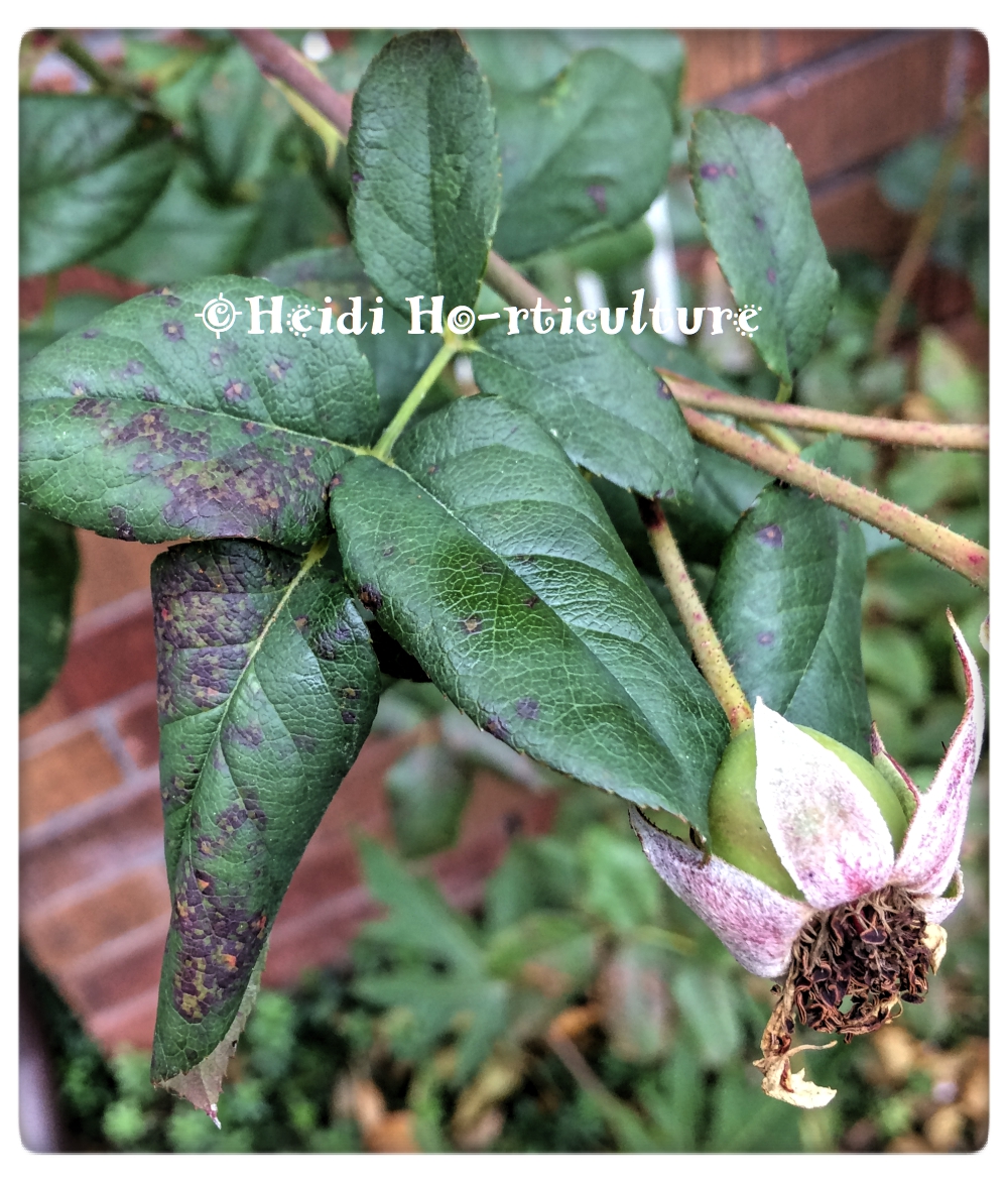 Heidi Horticulture: Rust on Roses - Phragmidium tuberculatum