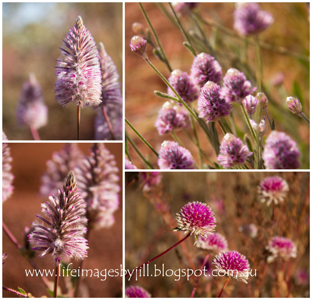 Life Images by Jill: For love of the Mulla Mulla - Western Australian ...