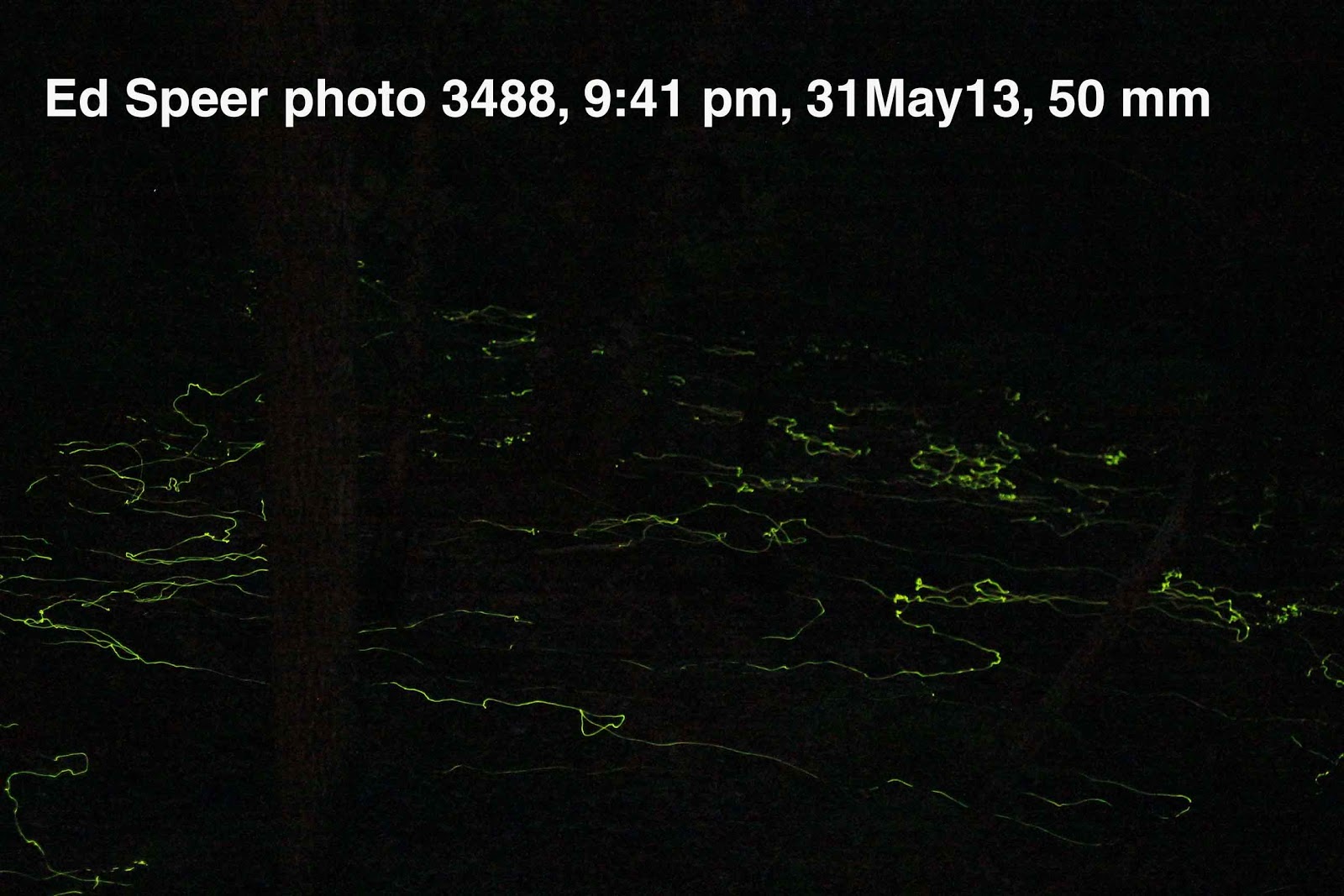 The Brown Mountain Lights: Can Fireflies explain the Brown Mountain Lights?