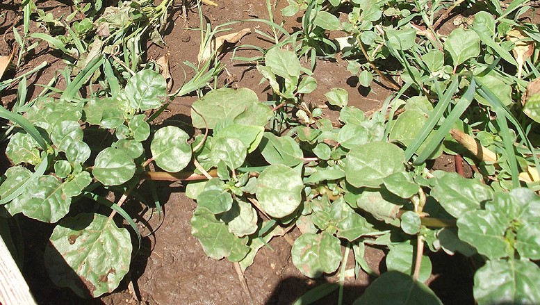 CuraDura: Wild vegetable called Bembe here in Curaçao