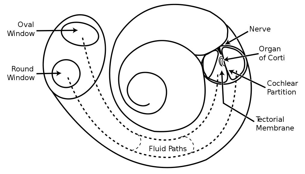 Nottingham Science Blog: Talk : Cochlea Ear Implants