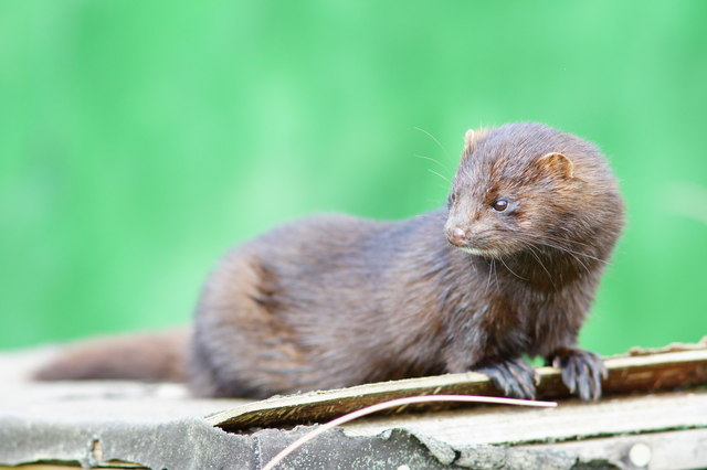 Mink ~ Animals Images