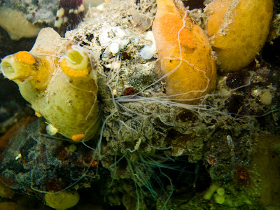 Real Monstrosities: Spaghetti Worms and Spaghettier Worms