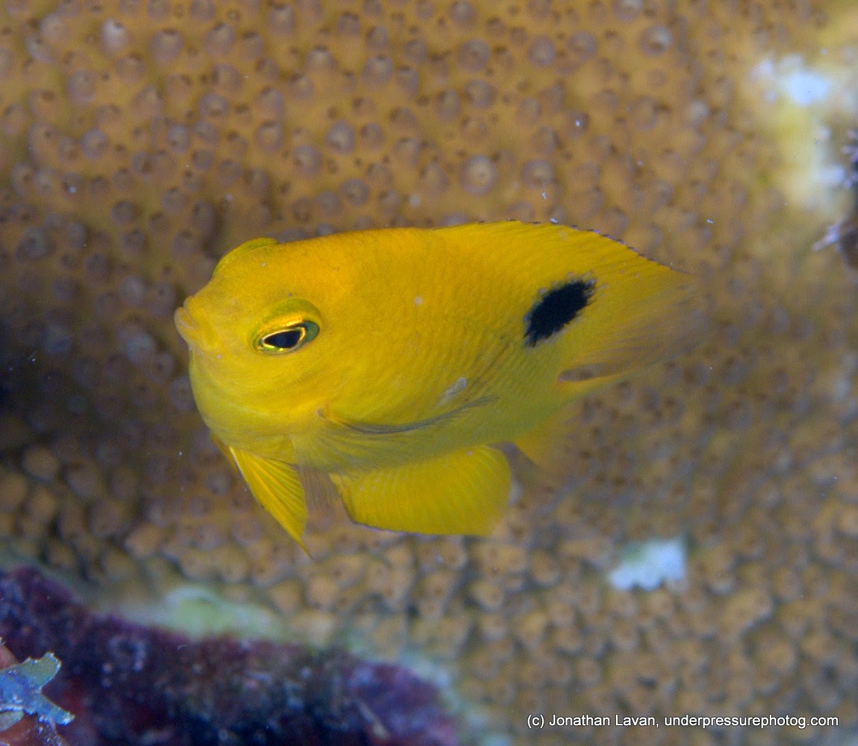 under pressure world: Threespot Damselfish (juvenile)- Lighthouse Reef, FL