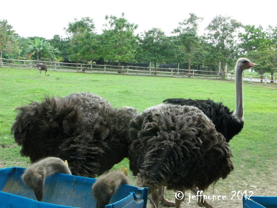 Bisayang Manlalakbay around the Philippines: Ostrich Ranch at the ...
