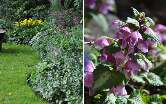 Three Dogs in a Garden: Outsmarted by a Plant! (L is for Lamium)