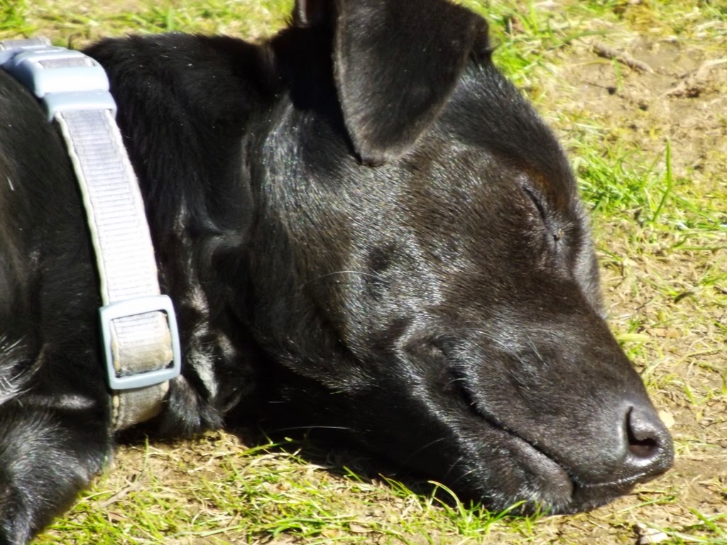 Dartmoor Ramblings: SWAILING