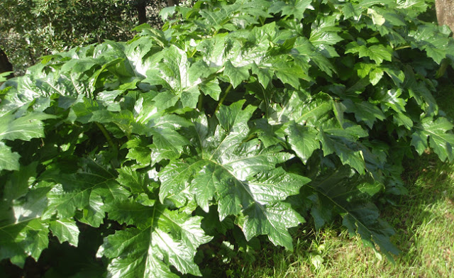 EL ACANTO (Acanthus mollis)