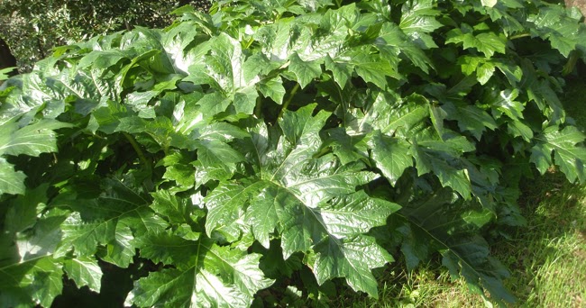 EL ACANTO (Acanthus mollis)
