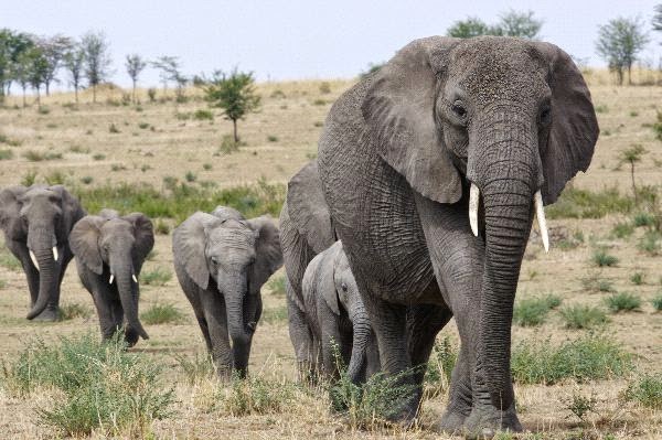 inkspired musings: The Enormous Elephant alphabet time