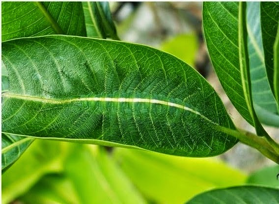 (14 Gambar) Penyamaran Yang Boleh Mengelirukan Mata Anda - PiNg SaMa DiA