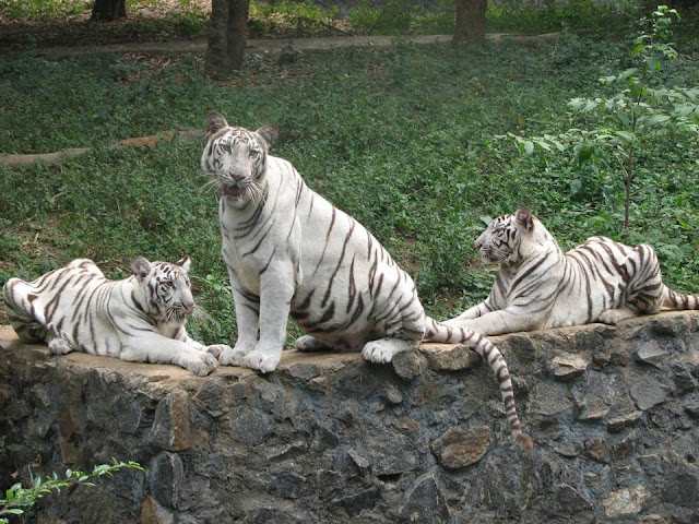Tamilnadu Tourism: Arignar Anna Zoological Park (Vandalur Zoo), Chennai